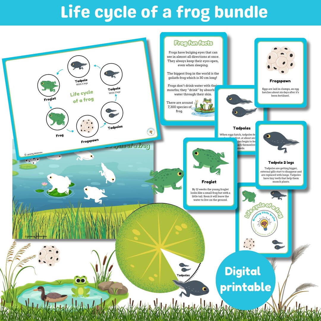 Frog Lifecycle Bundle | Frog Lifecycle Flashcards and Chart ...