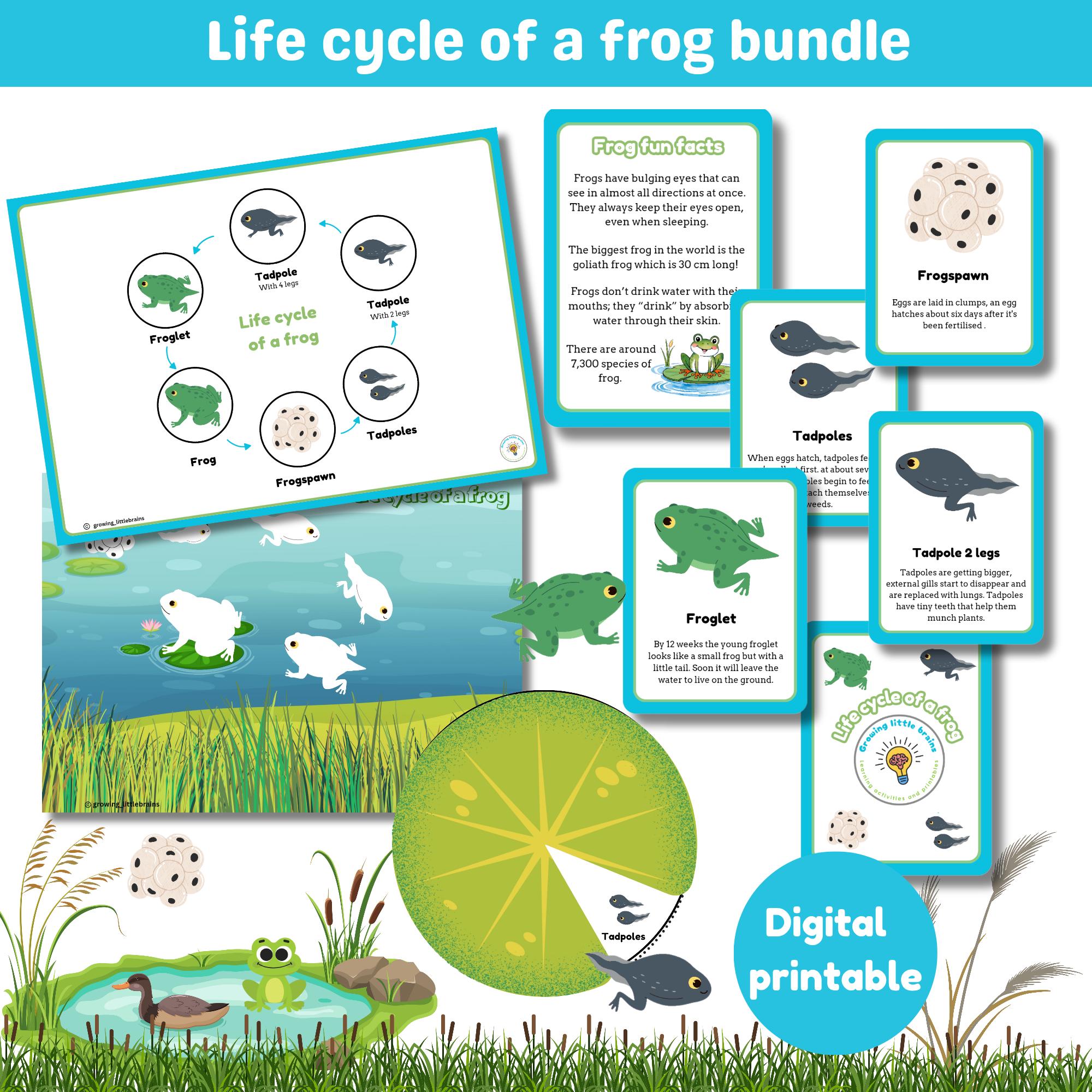 Frog Lifecycle Bundle | Frog Lifecycle Flashcards and Chart ...