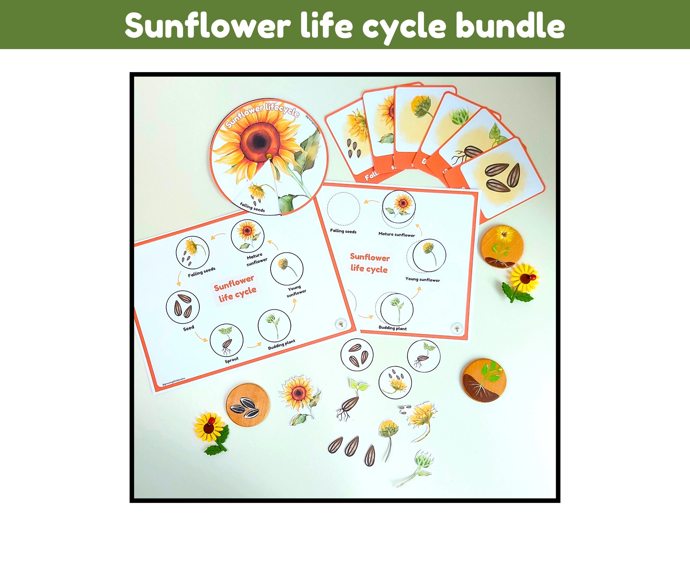 Sunflower Bundle | Sunflower Life Cycle | Sunflower Parts | Counting ...