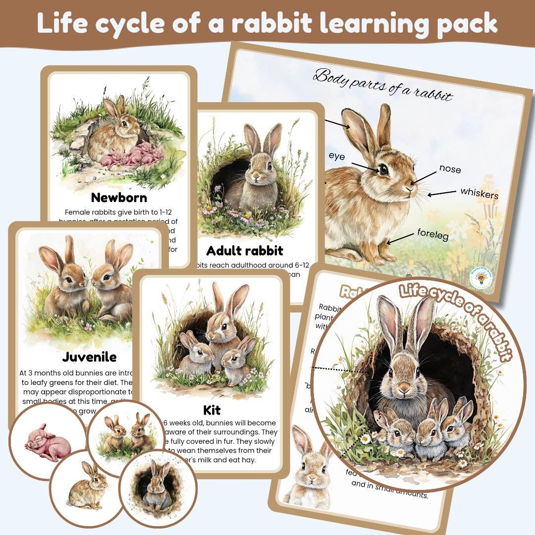 Life Cycle of a Rabbit Learing Pack | Wheel and Flashcards | Rabbit ...