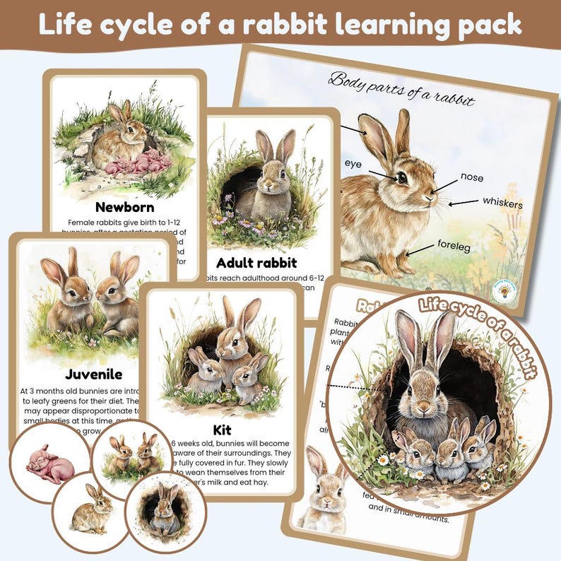 Life Cycle of a Rabbit Learing Pack | Wheel and Flashcards | Rabbit ...