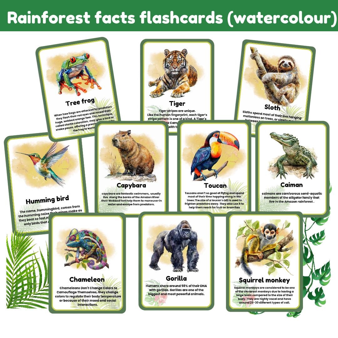 Rainforest Facts Flashcards | Jungle Animals Flashcards | With ...