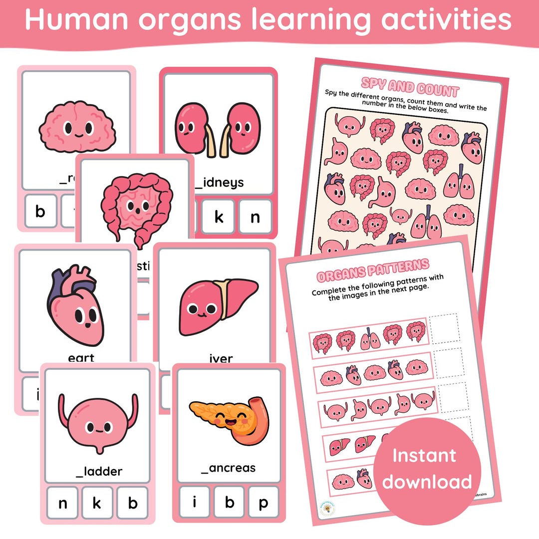 Human Organs Learning Activities | Beginning Sounds Flashcards ...