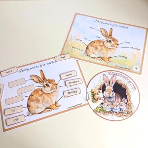 Life Cycle of a Rabbit Learning Pack | Flashcards | Lifecycle Wheel ...