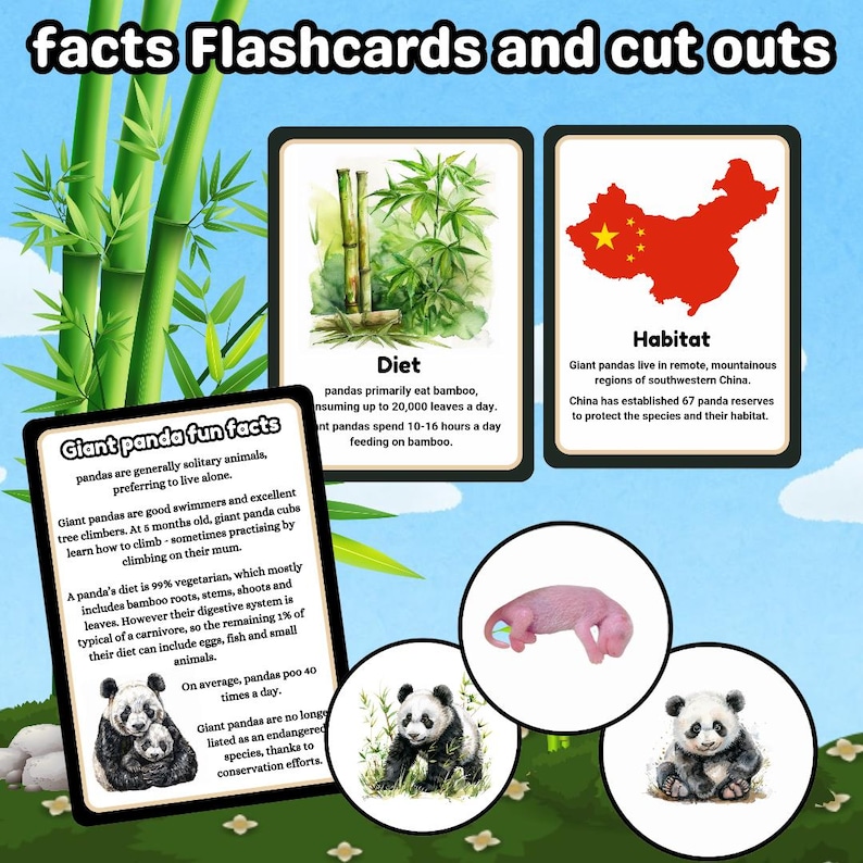 Lifecycle of a Giant Panda | Panda | Life Cycle | Jungle Animals ...