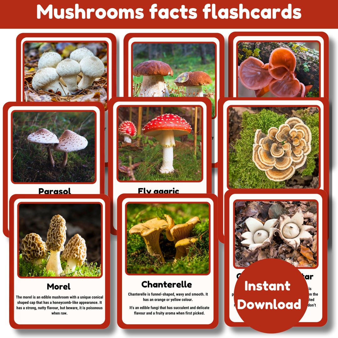 Mushrooms Facts Flashcards | a Set of 20 Flashcards | Mushrooms ...
