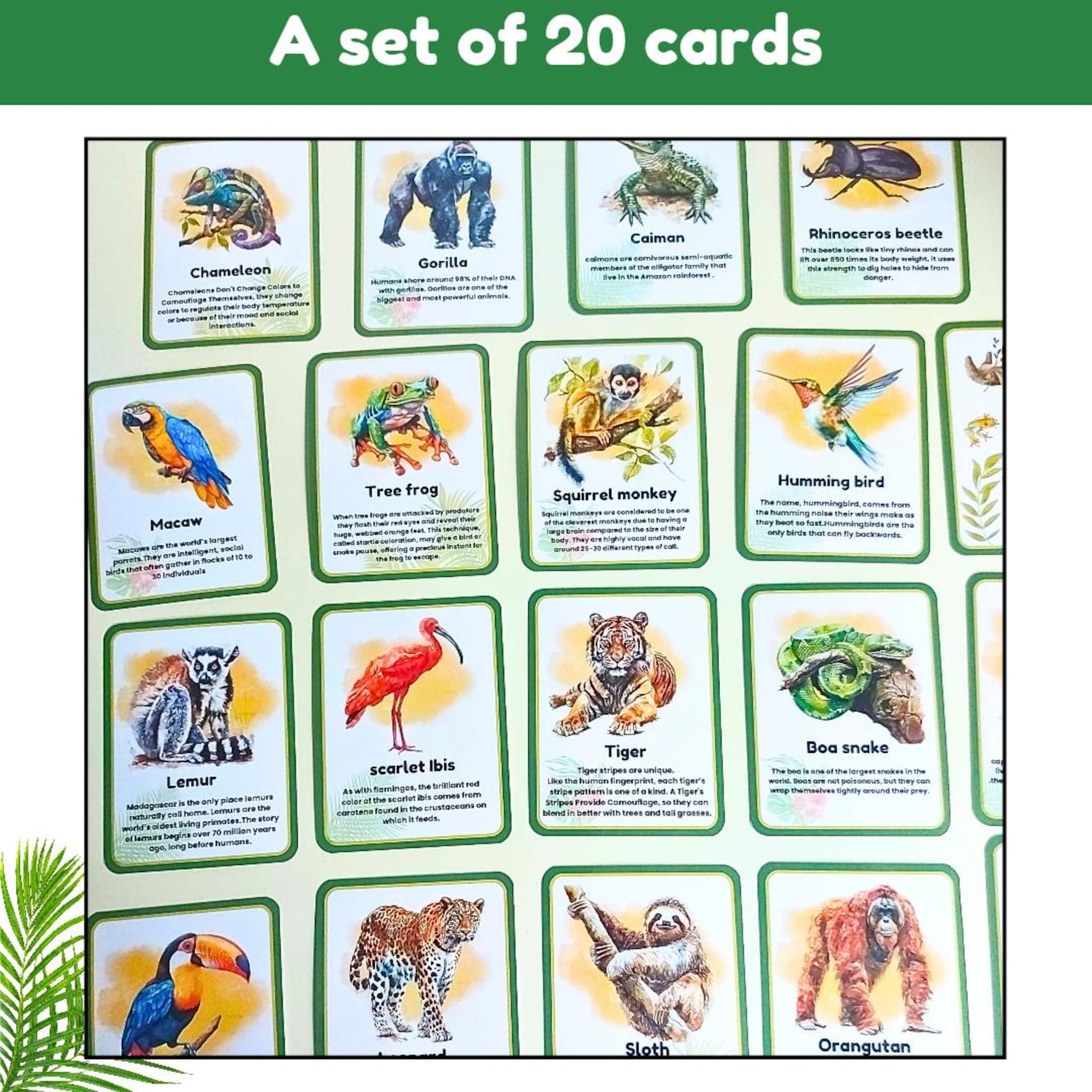 Rainforest Facts Flashcards | Jungle Animals Flashcards | Beautiful ...