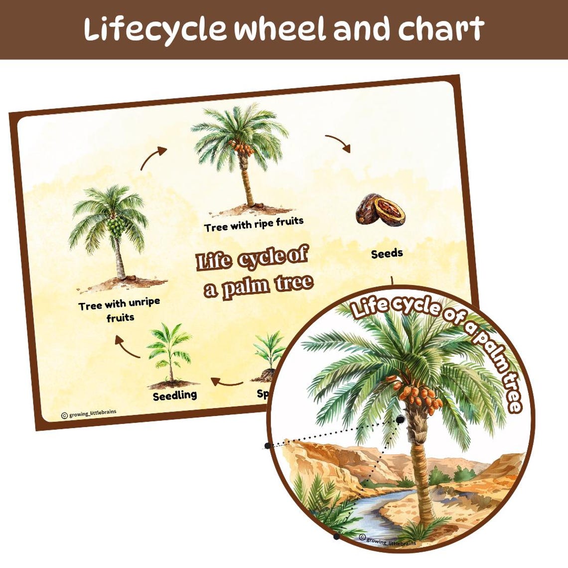 Life Cycle of a Palm Tree Learing Pack | Wheel and Flashcards | Palm ...