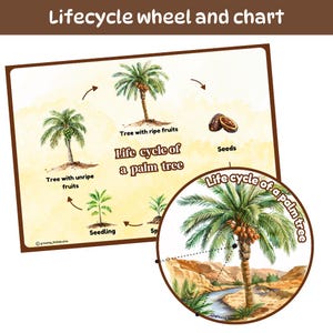 Life Cycle of a Palm Tree Learing Pack | Wheel and Flashcards | Palm ...