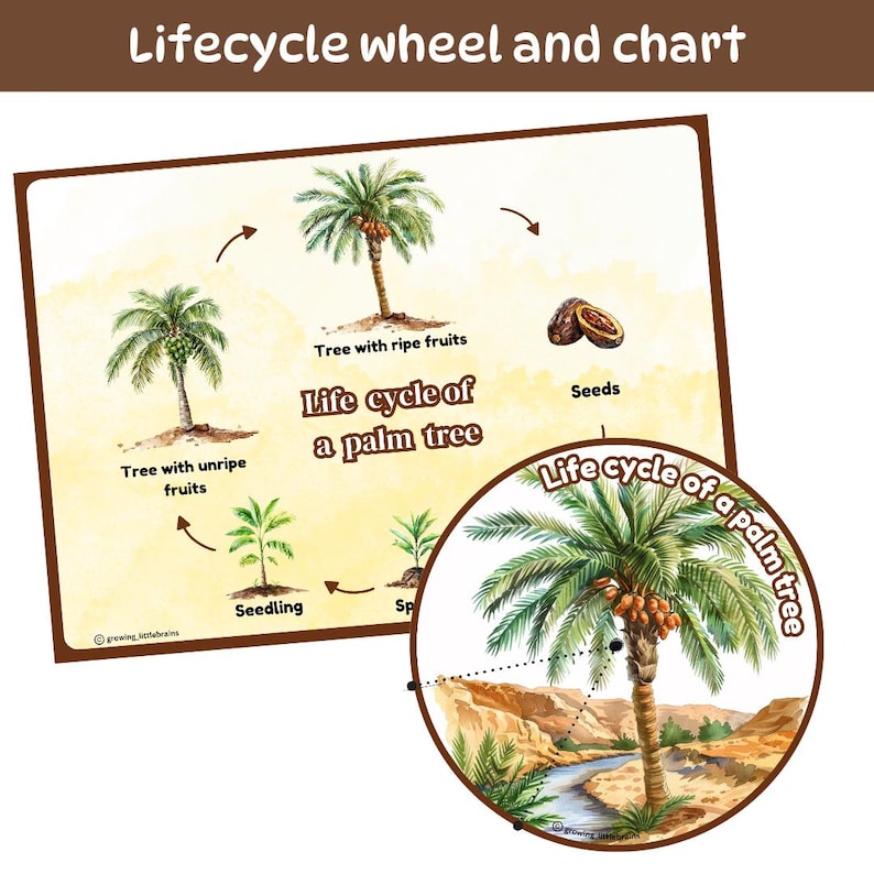 Life Cycle of a Palm Tree Learing Pack | Wheel and Flashcards | Palm ...