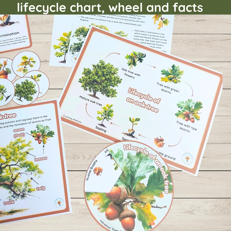 Oak Tree Lifecycle Learning Pack: Flashcards, Wheel & Anatomy Charts - Etsy