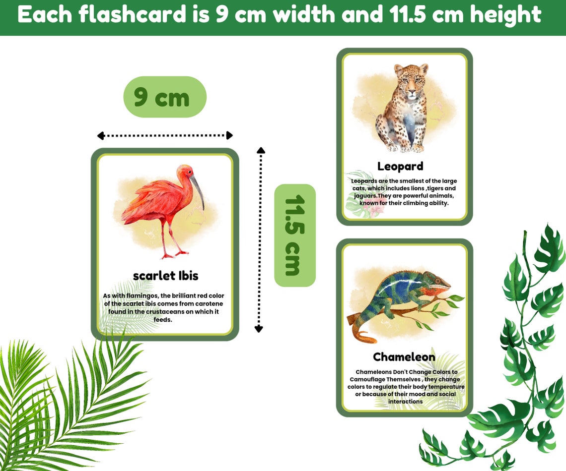 Rainforest Facts Flashcards Jungle Animals Flashcards With Beautiful ...