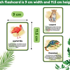 Rainforest Facts Flashcards Jungle Animals Flashcards With Beautiful ...