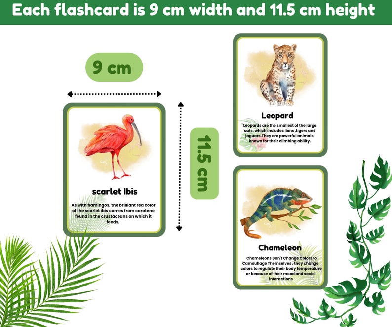 Rainforest Facts Flashcards Jungle Animals Flashcards With Beautiful ...