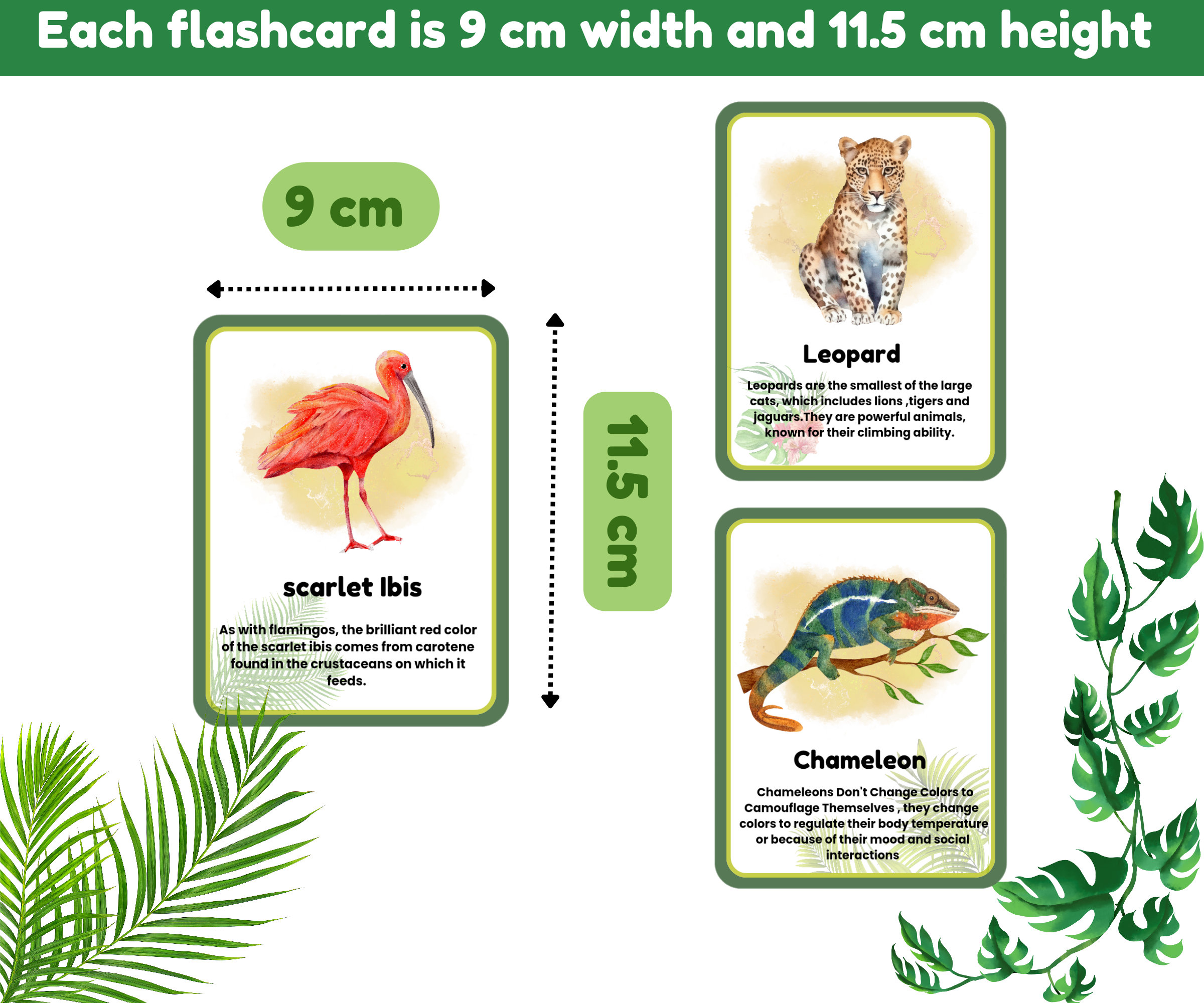 Rainforest Facts Flashcards Jungle Animals Flashcards With Beautiful ...