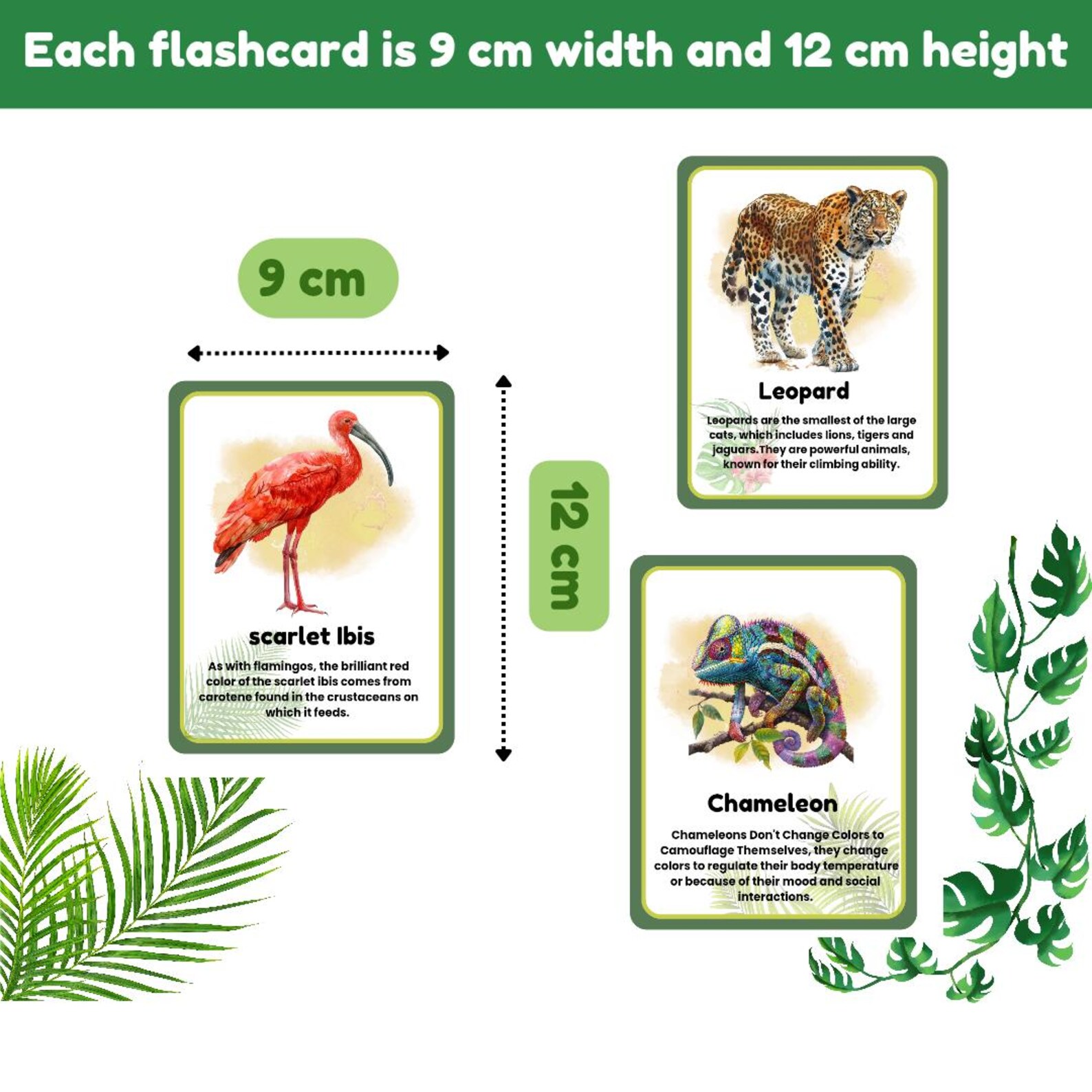 Rainforest Facts Flashcards | Jungle Animals Flashcards | With ...