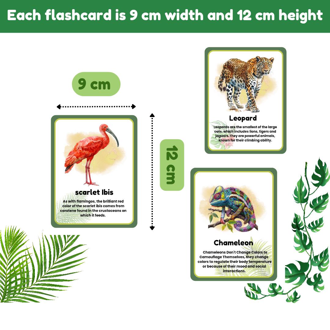 Rainforest Facts Flashcards | Jungle Animals Flashcards | With ...