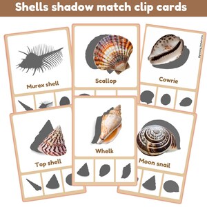 Shells Study Bundle | Types of Shells | Shadow Match| Facts | Sorting ...