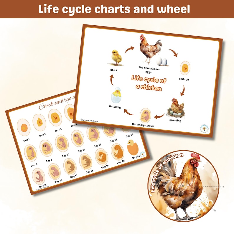 Life Cycle of a Chicken Learing Pack | Charts, Wheel and Flash Cards ...