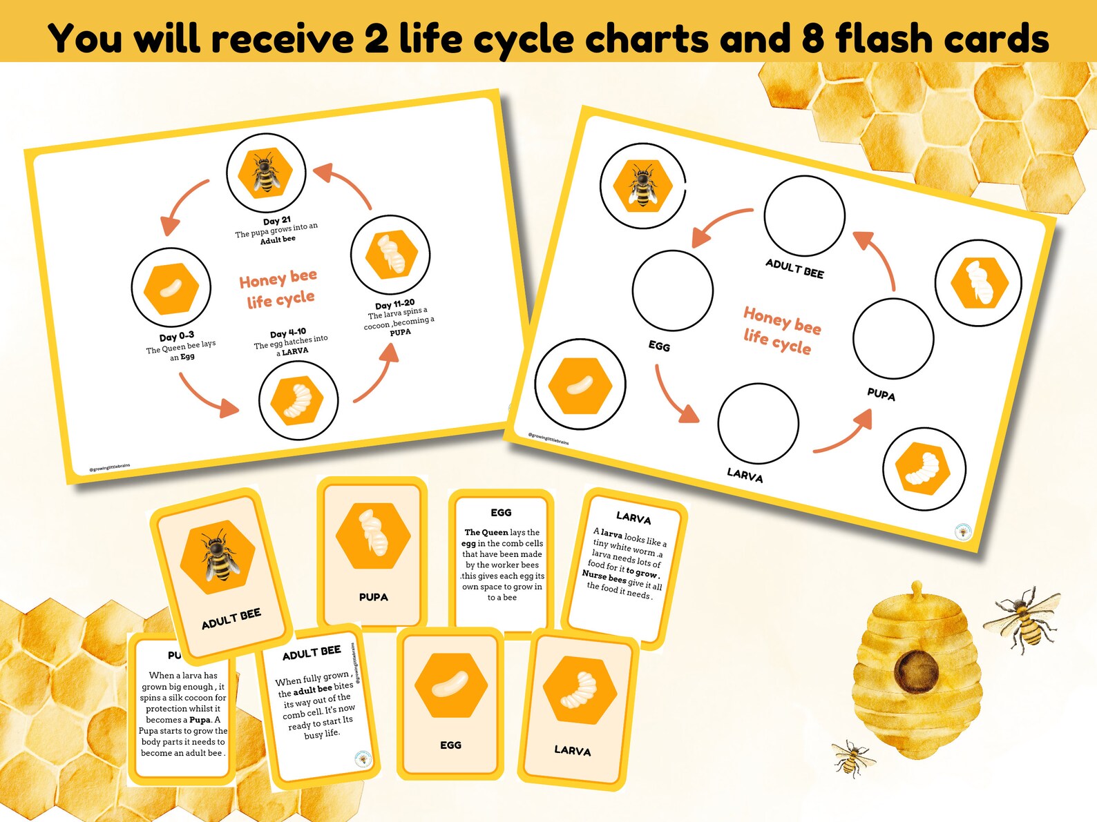 Honey Bee Lifecycle Bundle Honey Bee Life Cycle Chart and Flash Cards ...