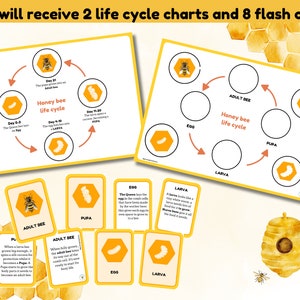 Honey Bee Lifecycle Bundle Honey Bee Life Cycle Chart and Flash Cards ...