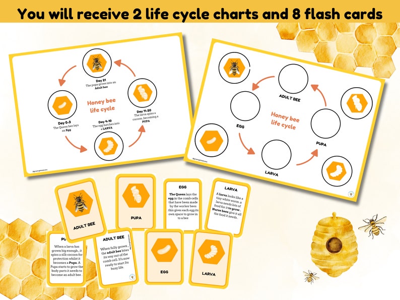 Honey Bee Lifecycle Bundle Honey Bee Life Cycle Chart and Flash Cards ...