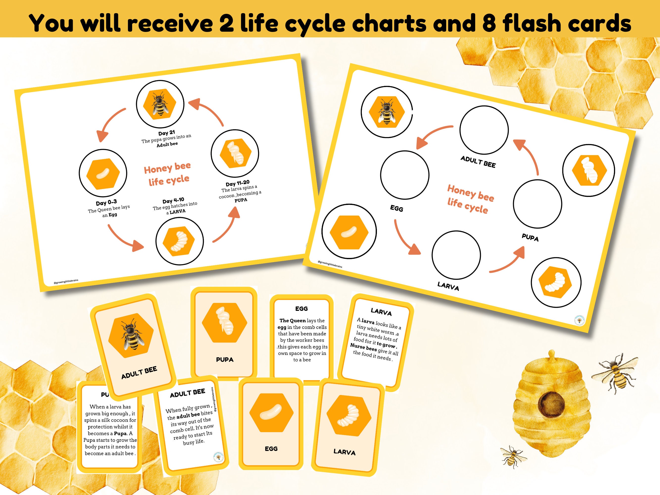 Honey Bee Lifecycle Bundle Honey Bee Life Cycle Chart and Flash Cards ...
