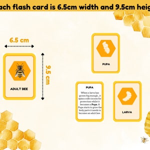 Honey Bee Lifecycle Bundle Honey Bee Life Cycle Chart and Flash Cards ...