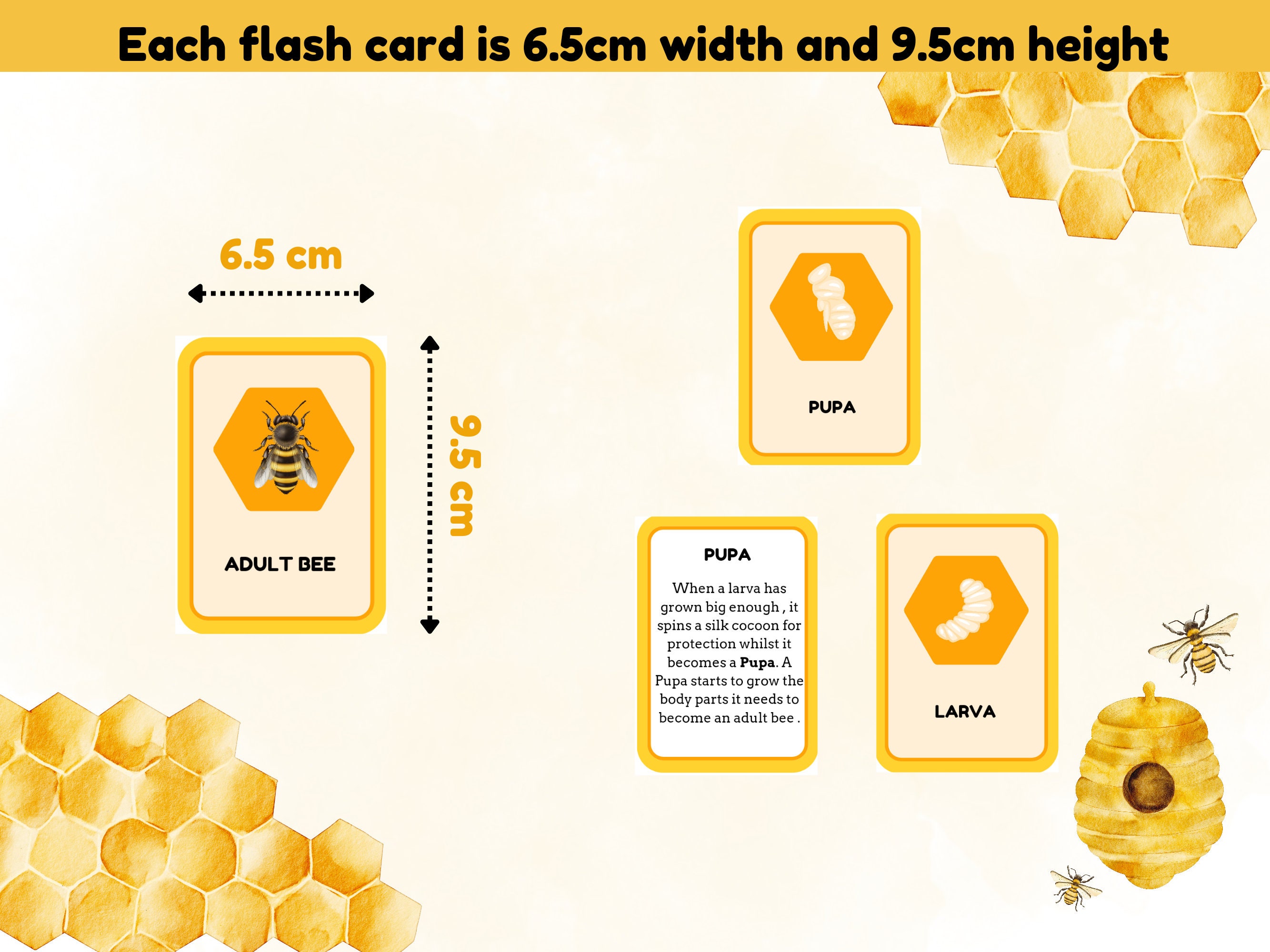 Honey Bee Lifecycle Bundle Honey Bee Life Cycle Chart and Flash Cards ...