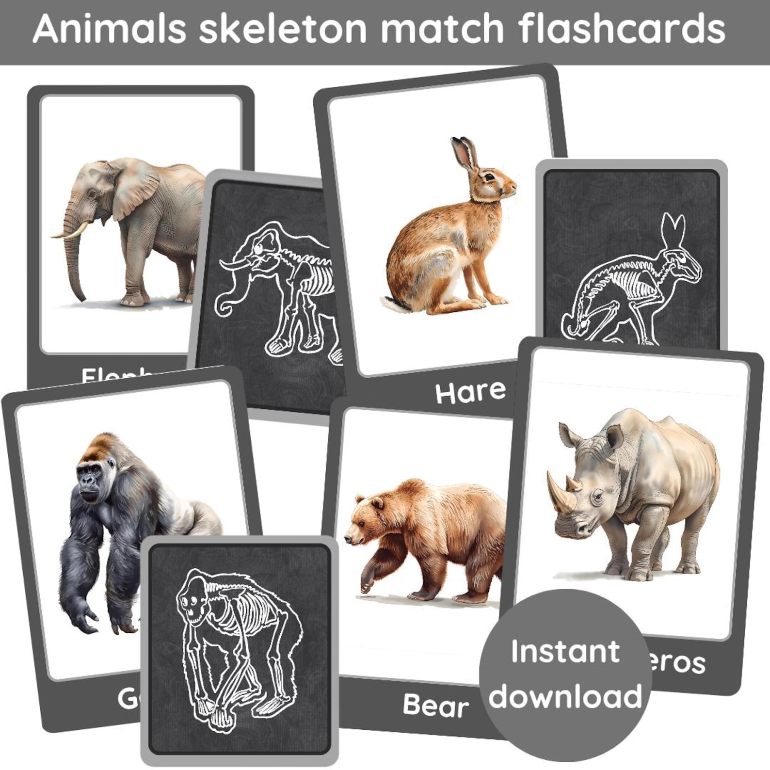 Animals Skeletons X-ray Matching Flash Cards | a Set of 24 Cards to ...