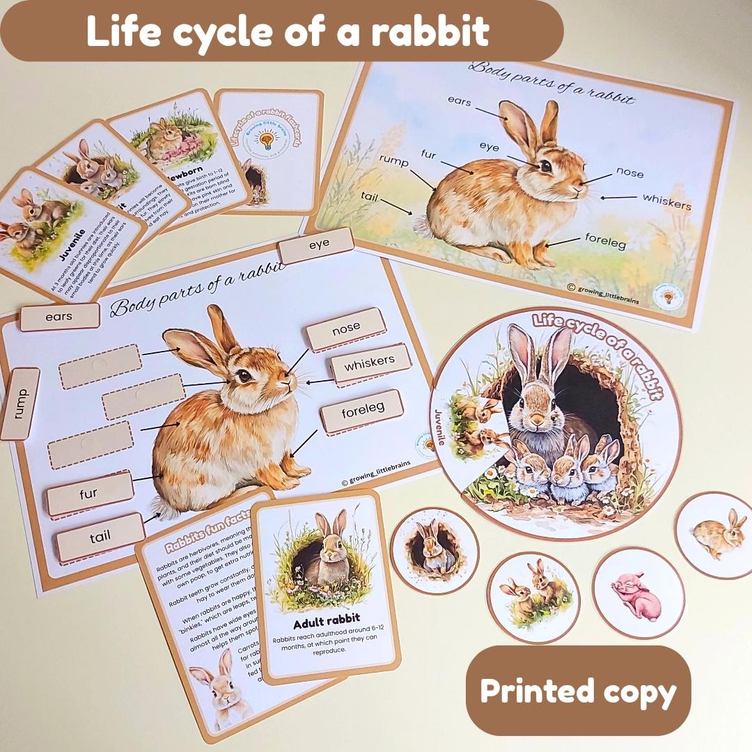 Life Cycle of a Rabbit Learning Pack | Flashcards | Lifecycle Wheel ...