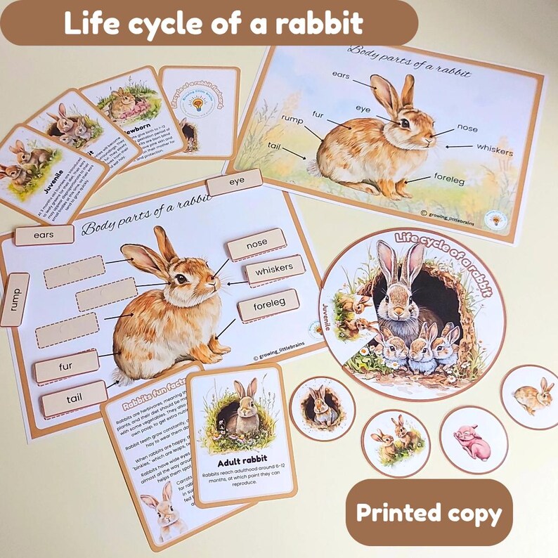 Life Cycle of a Rabbit Learning Pack | Flashcards | Lifecycle Wheel ...