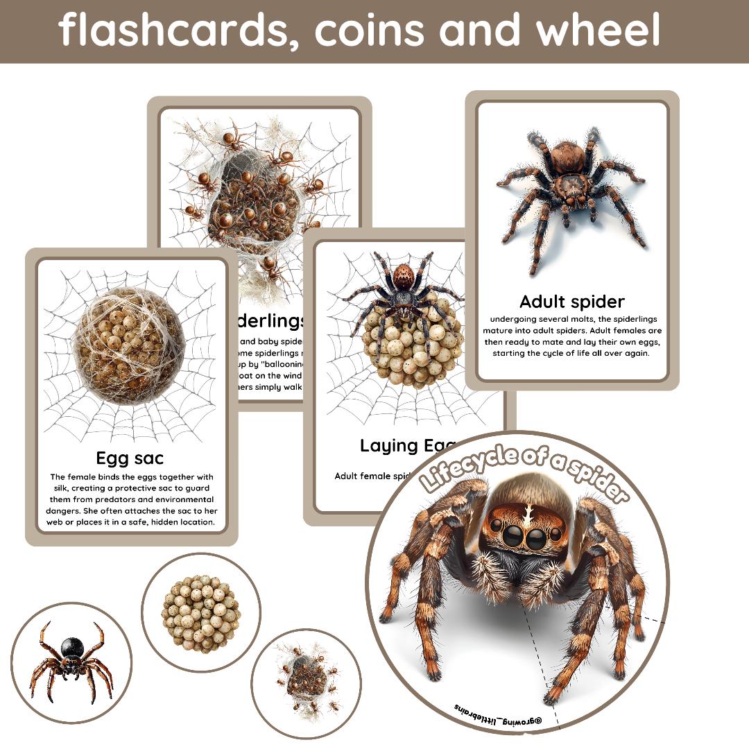 Spiders Life Cycle Learning Pack: Flashcards, Anatomy Charts (digital ...