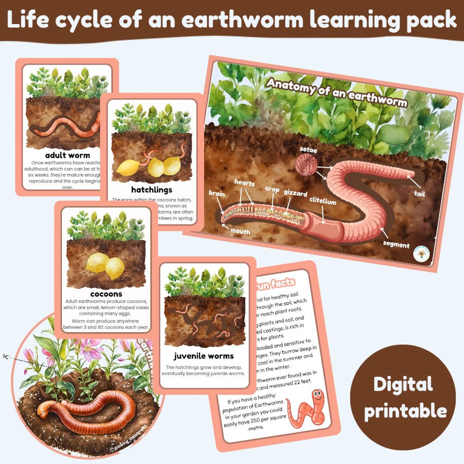 Life Cycle of an Earthworm Learing Pack | Charts, Wheel and Flash Cards ...