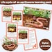 Life Cycle of an Earthworm Learing Pack | Charts, Wheel and Flash Cards ...