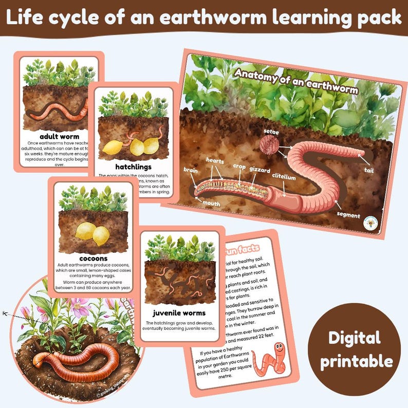 Life Cycle of an Earthworm Learing Pack | Charts, Wheel and Flash Cards ...