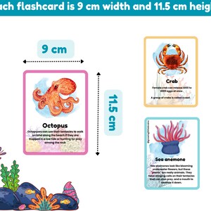 Sea Animals Facts Flashcards | Ocean Animals Flashcards | Sealife ...