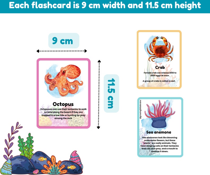 Sea Animals Facts Flashcards | Ocean Animals Flashcards | Sealife ...