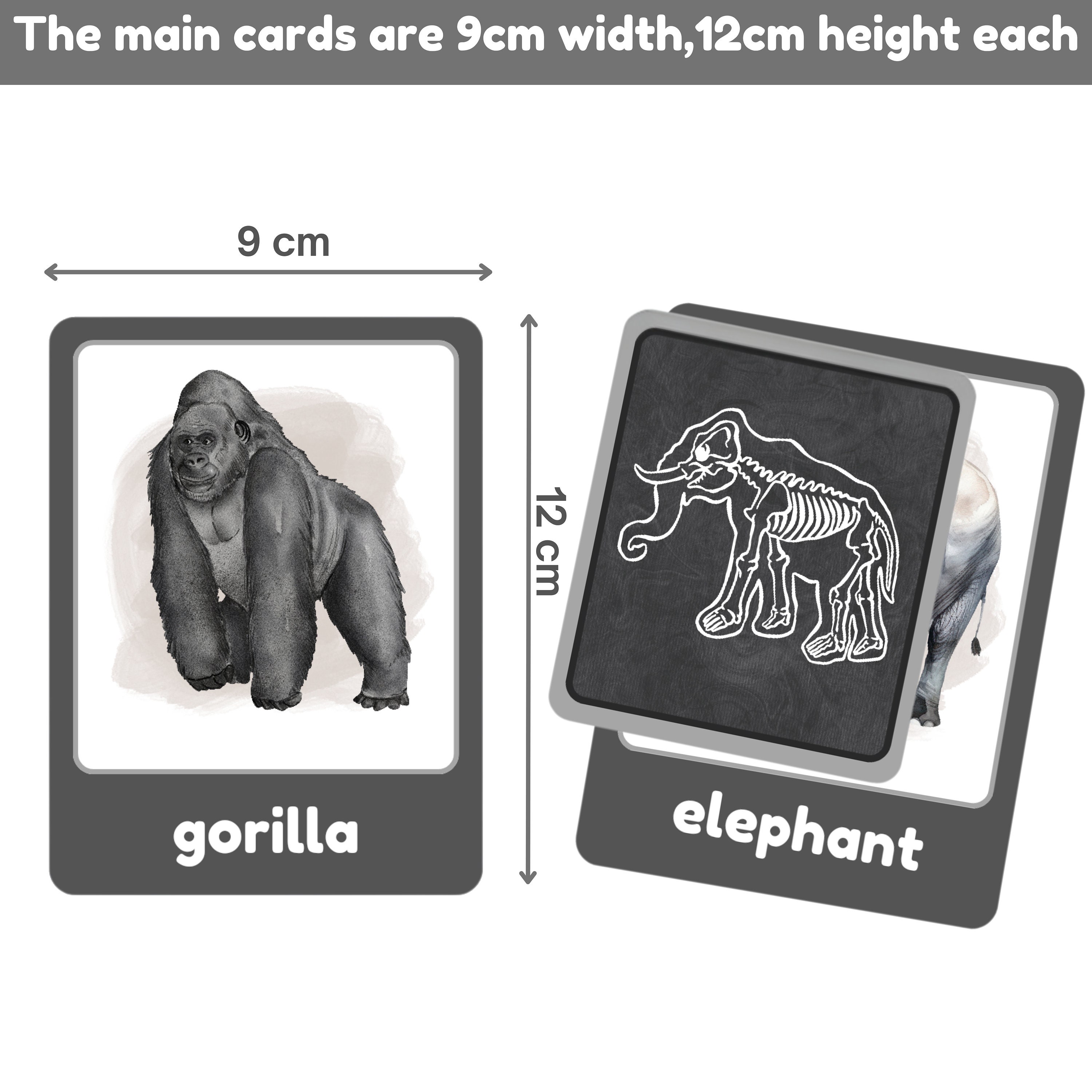 Animals Skeletons X-ray Matching Flash Cards | a Set of 24 Cards to ...