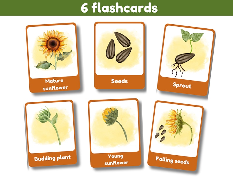 Sunflower Lifecycle Bundle | Life Cycle Chart | 6 Flashcards | Life ...
