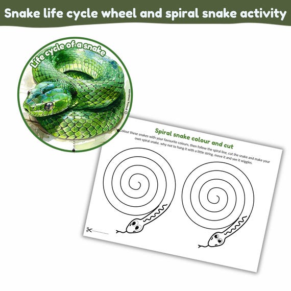 Life Cycle Of A Snake Worksheet