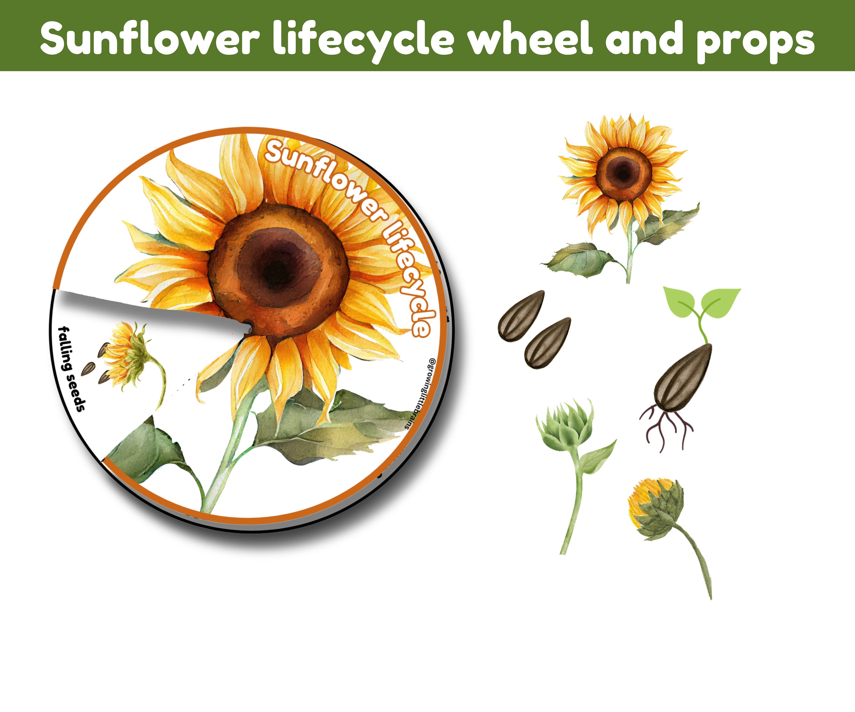 Sunflower Lifecycle Bundle | Life Cycle Chart | 6 Flashcards | Life ...