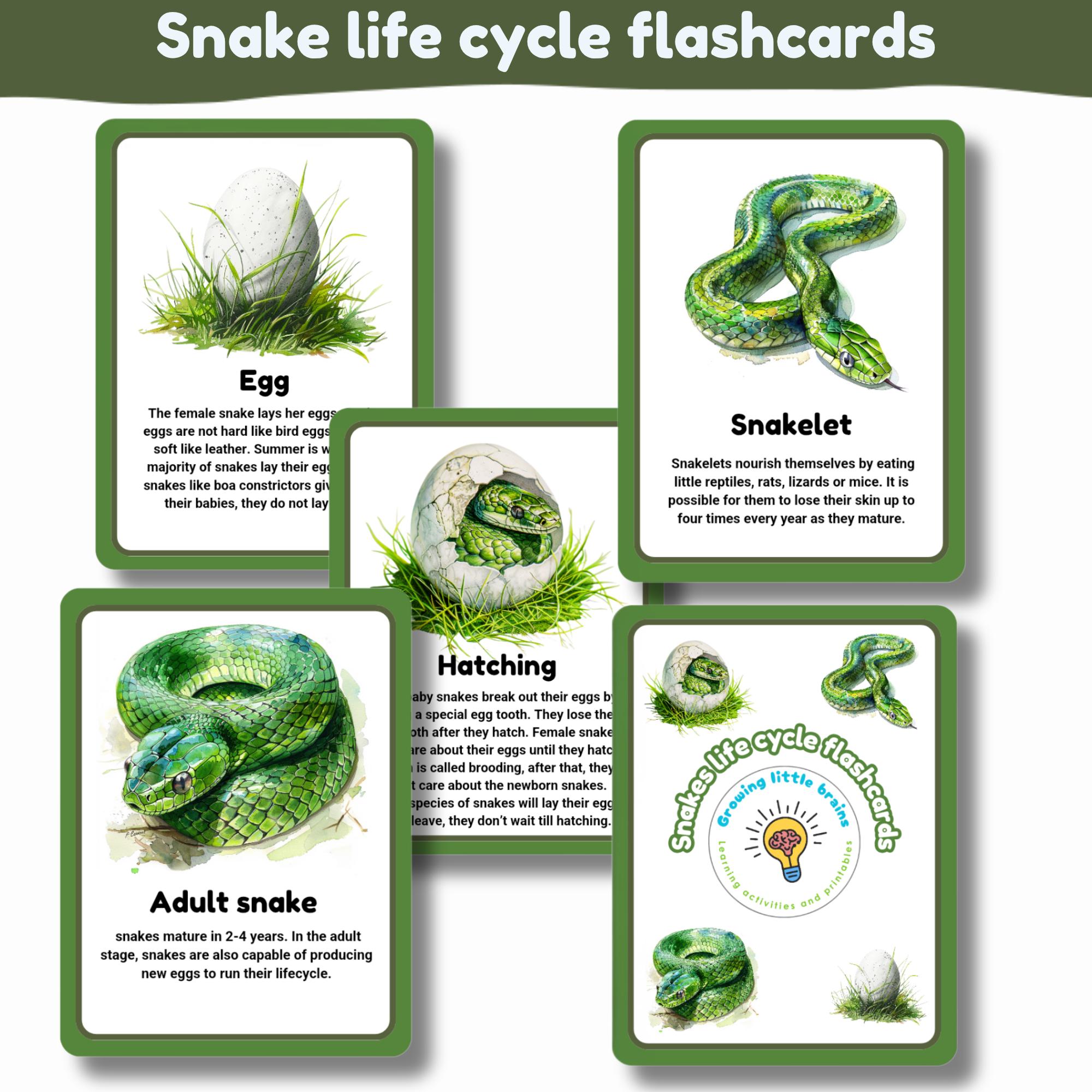 Snake Life Cycle Facts For Kids