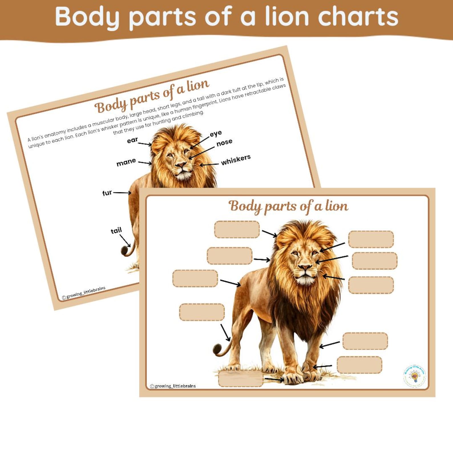 All About Lions Learning Pack | Lions | Rainforest | Jungle Animals ...