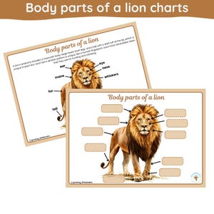 All About Lions Learning Pack | Lions | Rainforest | Jungle Animals ...