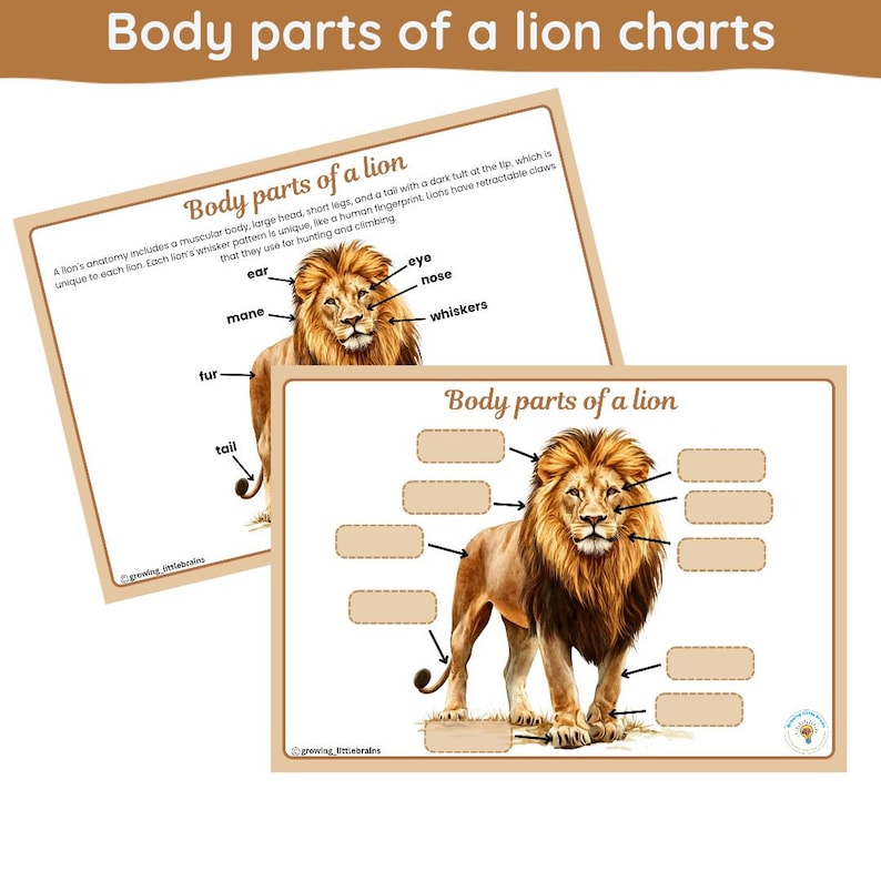 All About Lions Learning Pack | Lions | Rainforest | Jungle Animals ...