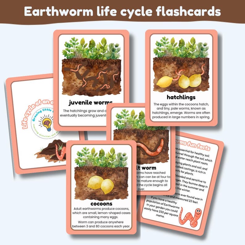Life Cycle of an Earthworm Learing Pack | Charts, Wheel and Flash Cards ...