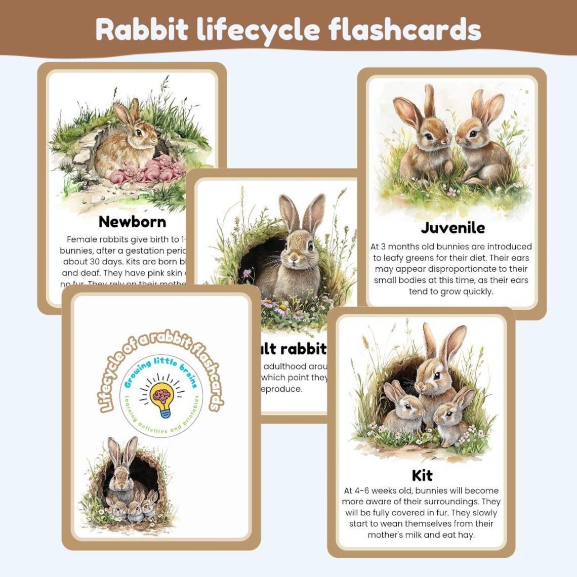 Life Cycle of a Rabbit Learing Pack | Wheel and Flashcards | Rabbit ...