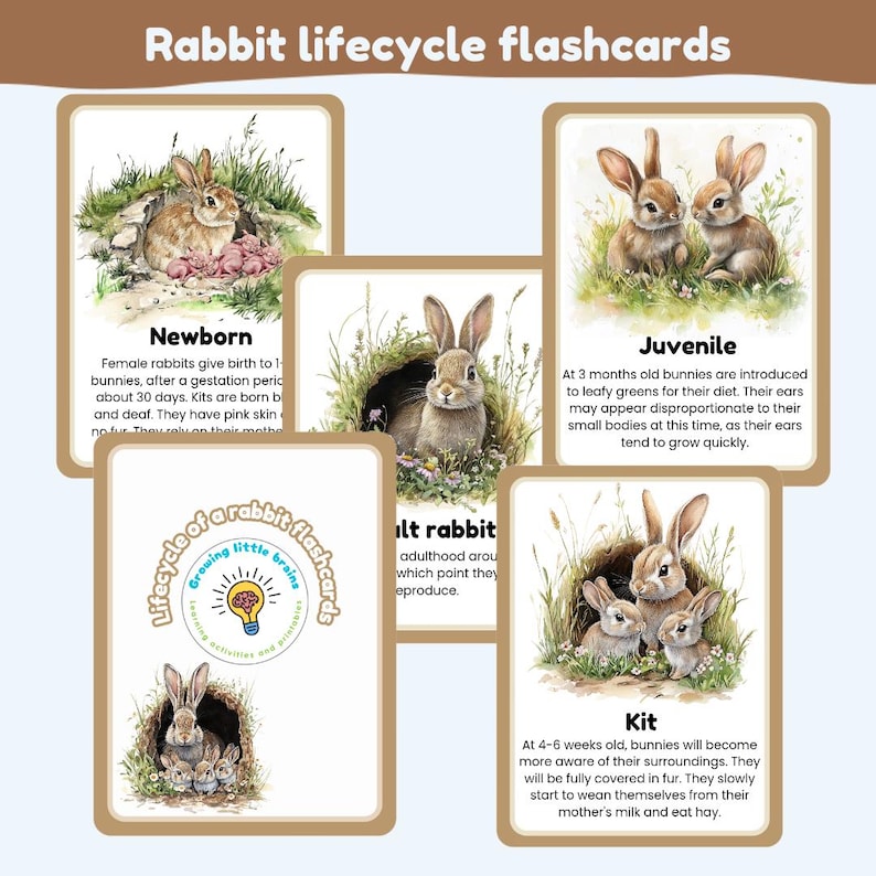 Life Cycle of a Rabbit Learing Pack | Wheel and Flashcards | Rabbit ...