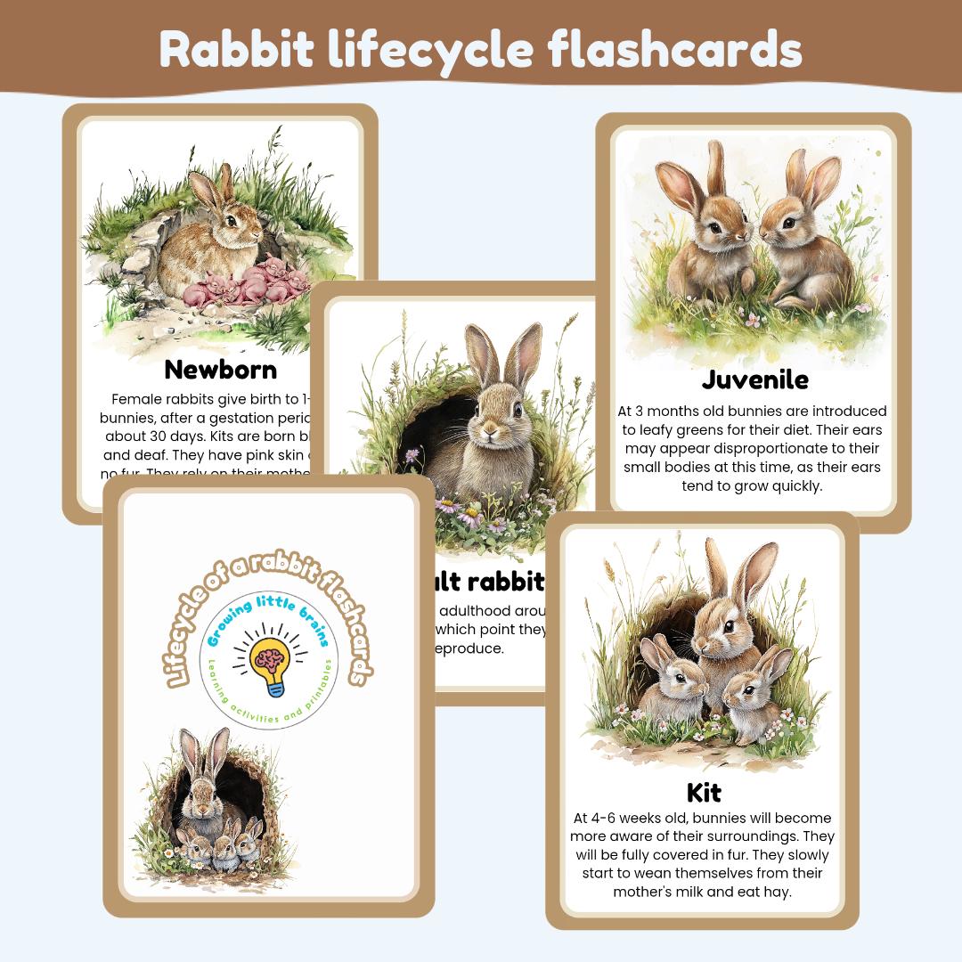 Life Cycle of a Rabbit Learing Pack | Wheel and Flashcards | Rabbit ...